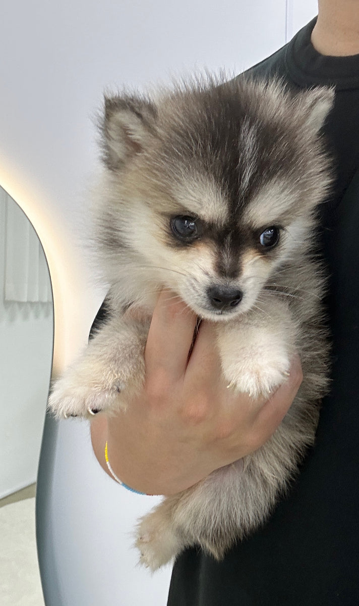 Teacup Pomsky puppies [lowellteacuppuppies] | Lowell Teacup Puppies inc