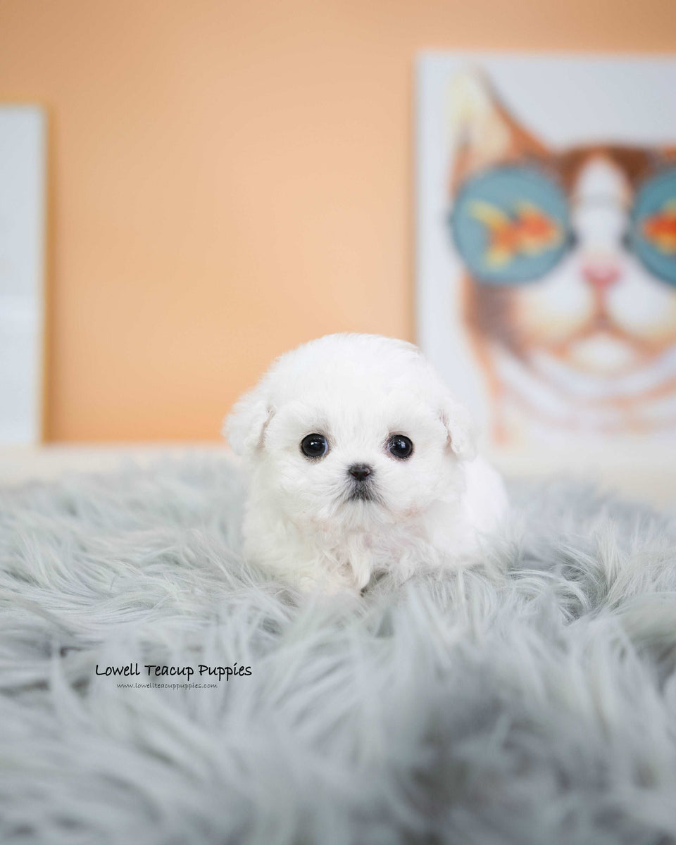 Teacup Bichon Frise Male [Kiko] | Lowell Teacup Puppies inc
