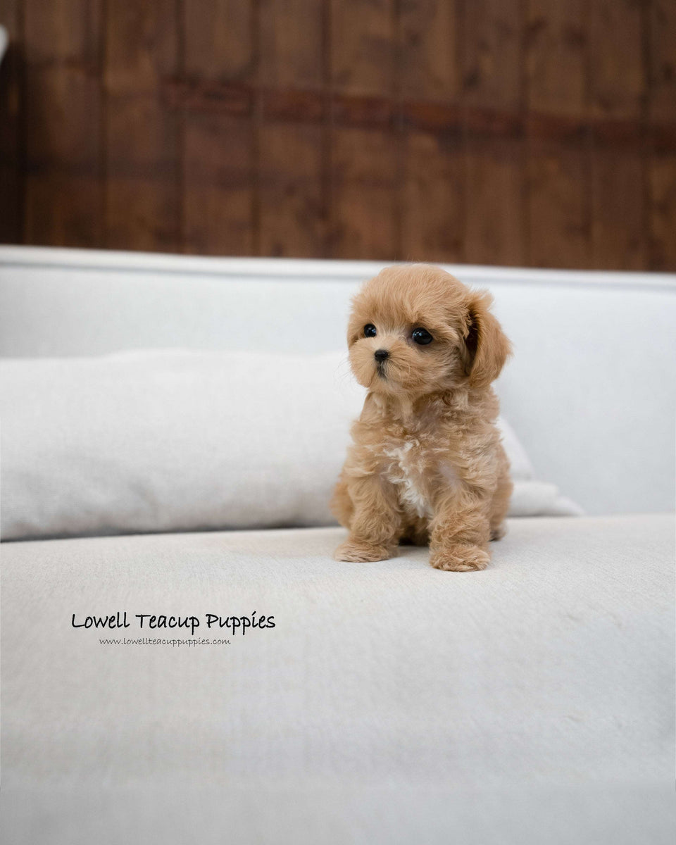 Teacup Maltipoo Female [Amber] | Lowell Teacup Puppies inc