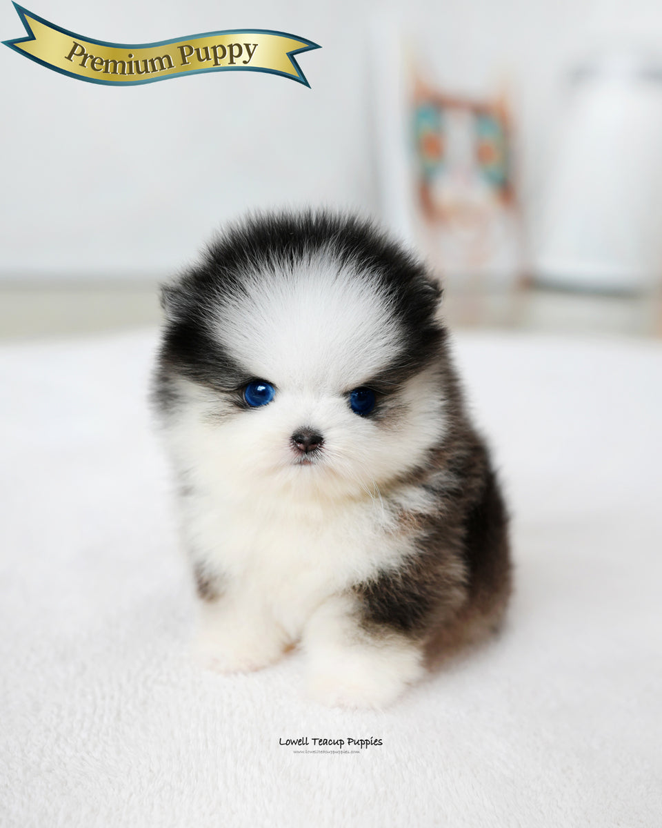 Mini Pomsky Male [Chopa] | Lowell Teacup Puppies inc
