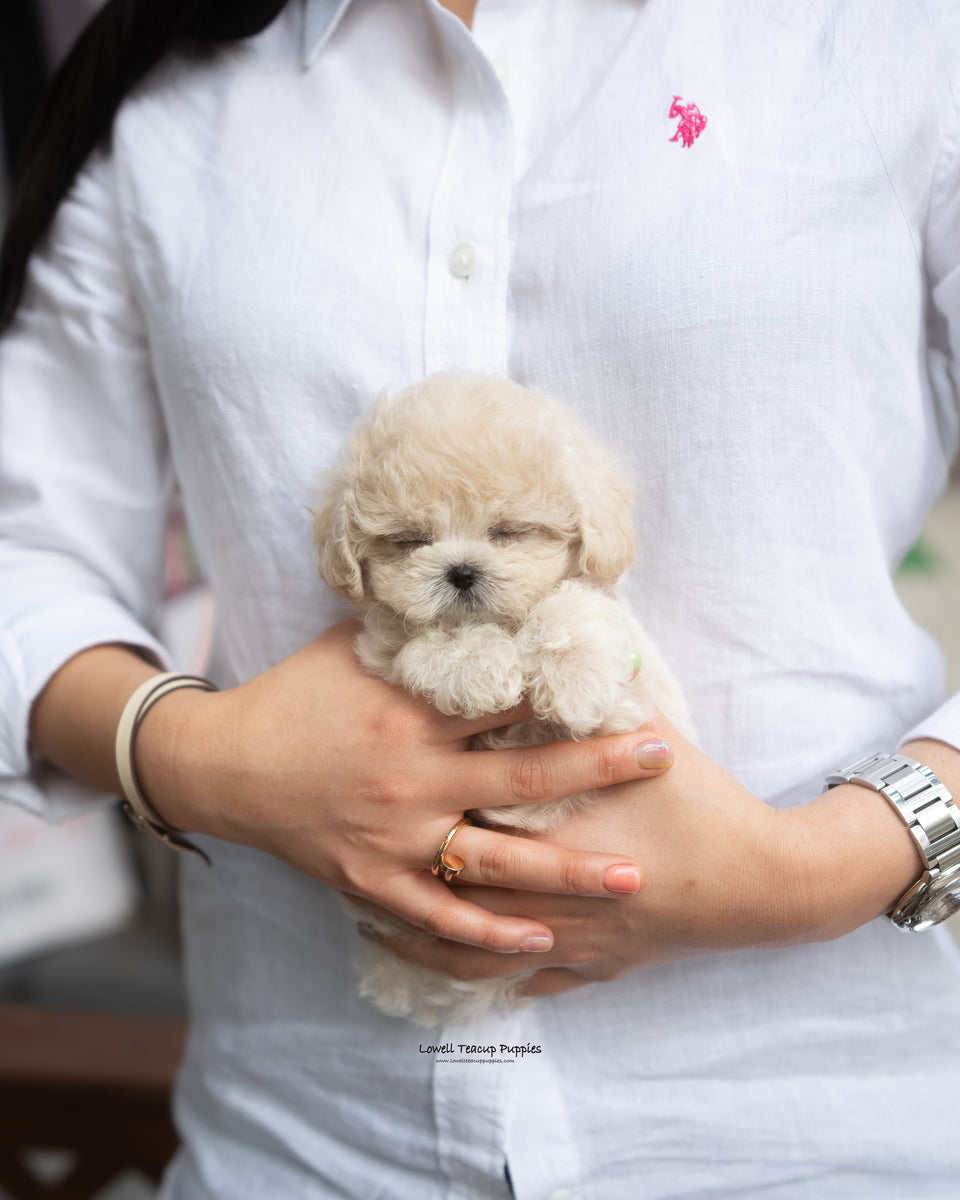 Teacup Poodle Male [Caramel] | Lowell Teacup Puppies inc