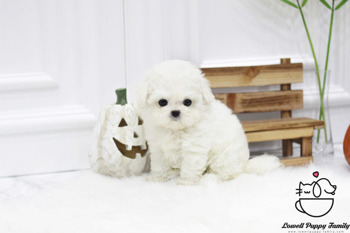 Darryl Li Teacup Bichon Frise Female [Cindy] | Lowell Teacup Puppies inc