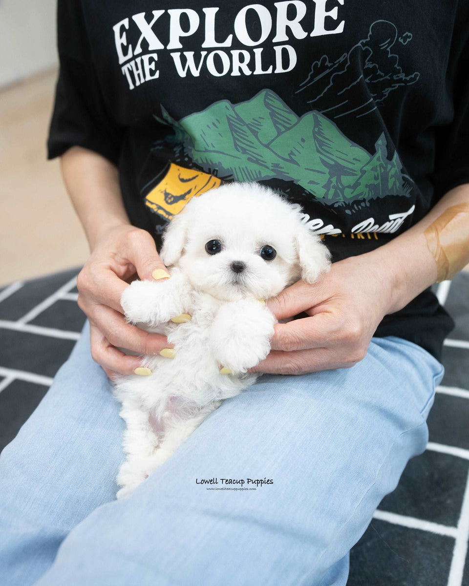 Teacup Bichon Frise Male [Orion] | Lowell Teacup Puppies inc