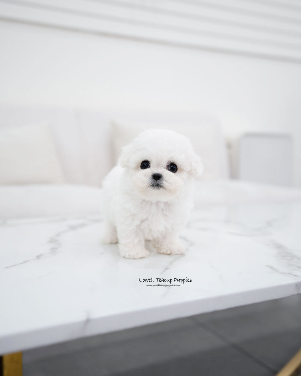 Mini Bichon Frise Female [Vida] | Lowell Teacup Puppies inc