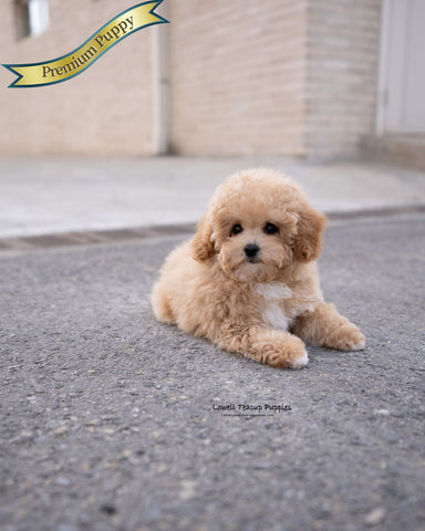 Lowell Teacup Puppies inc｜Teacup puppy for sale｜high quality pet shop
