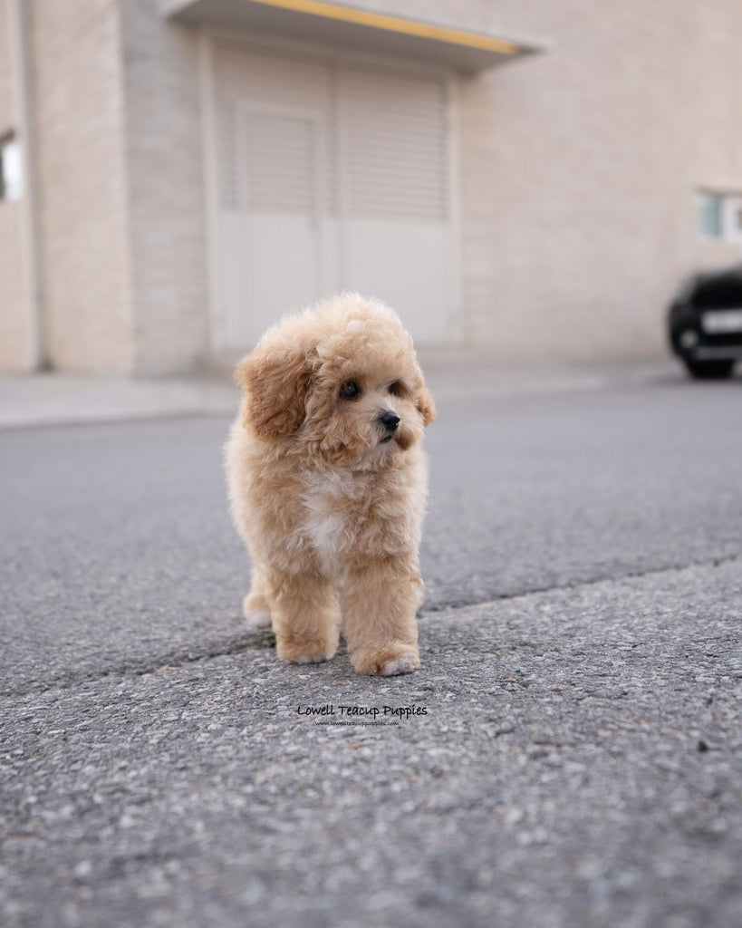 Mini Doodle Male [Poo] | Lowell Teacup Puppies inc