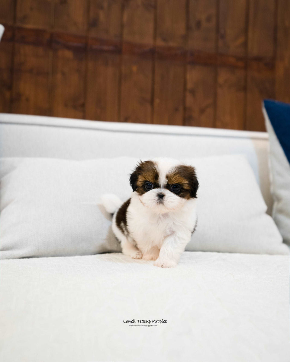 Mini Shih Tzu Female [Allison] | Lowell Teacup Puppies inc