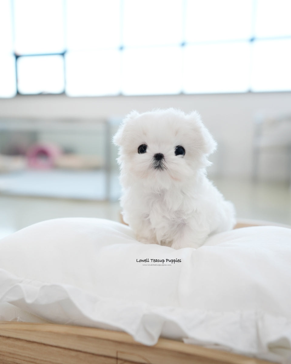 Teacup Maltese Female [Frida] | Lowell Teacup Puppies inc