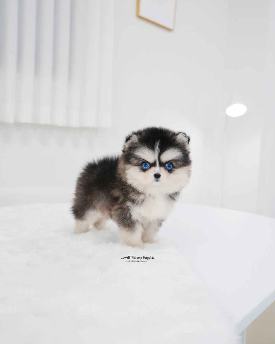 Teacup Pomsky Female [Lala] | Lowell Teacup Puppies inc