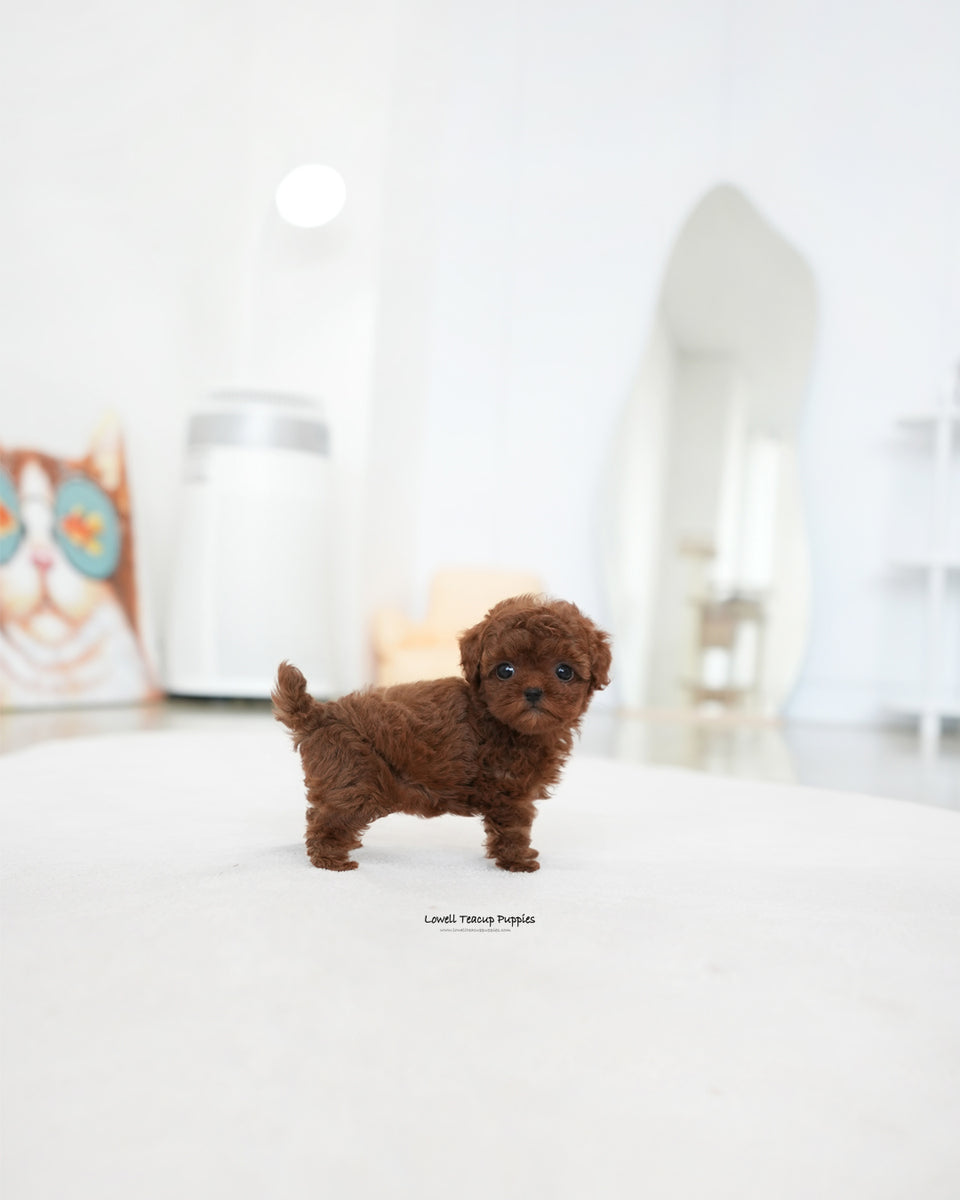 Teacup Poodle Female [Dara] | Lowell Teacup Puppies inc