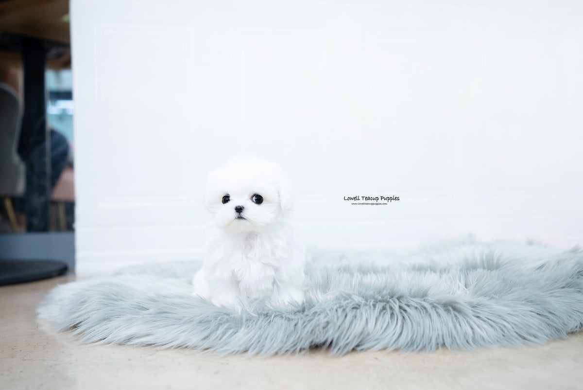 Teacup Maltese Female [Frida] | Lowell Teacup Puppies inc