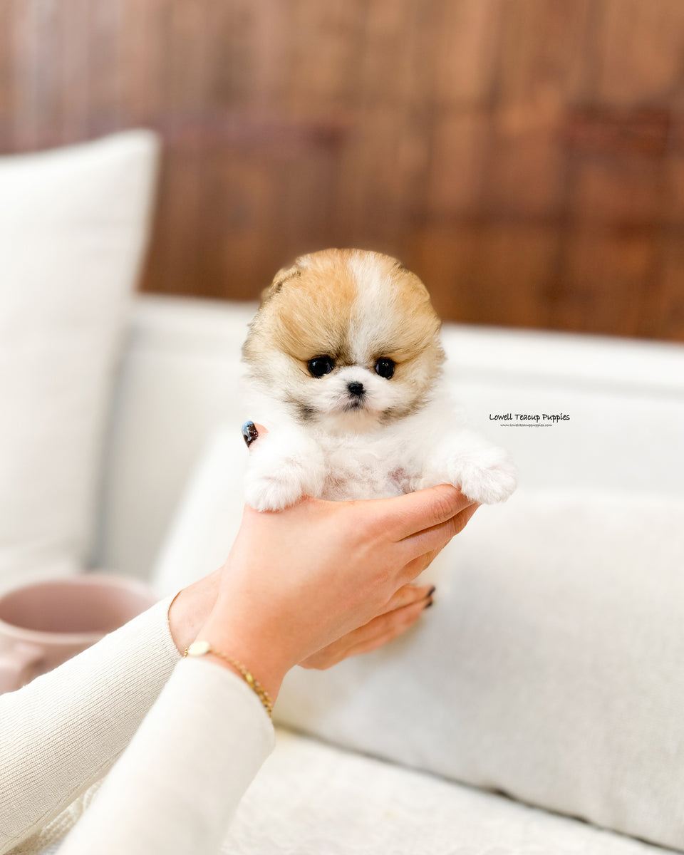 Teacup Pomeranian Male [Robin] | Lowell Teacup Puppies inc